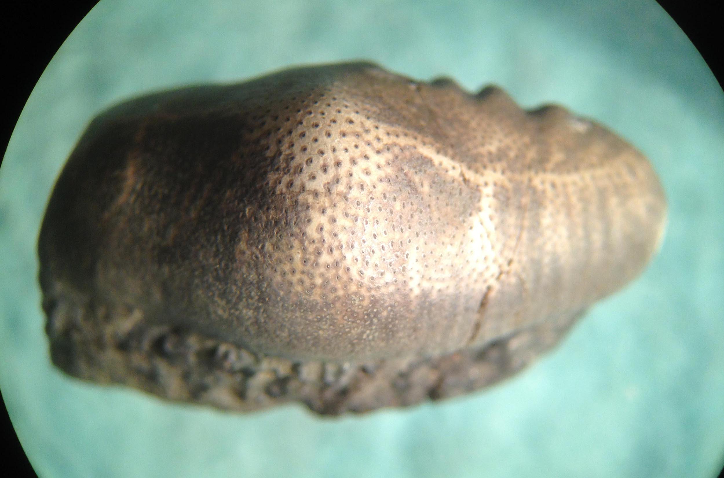Possible Sponge? - Fossil ID - The Fossil Forum