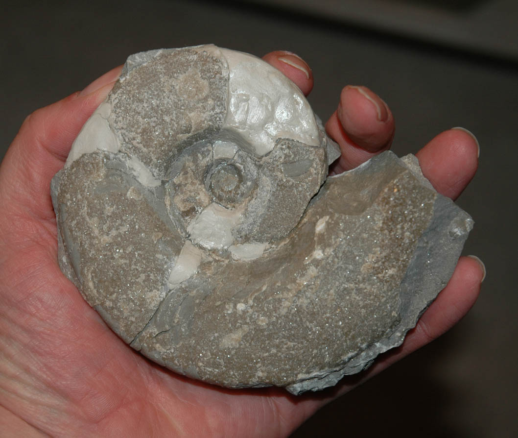 Restoration Techniques - General Fossil Discussion - The Fossil Forum