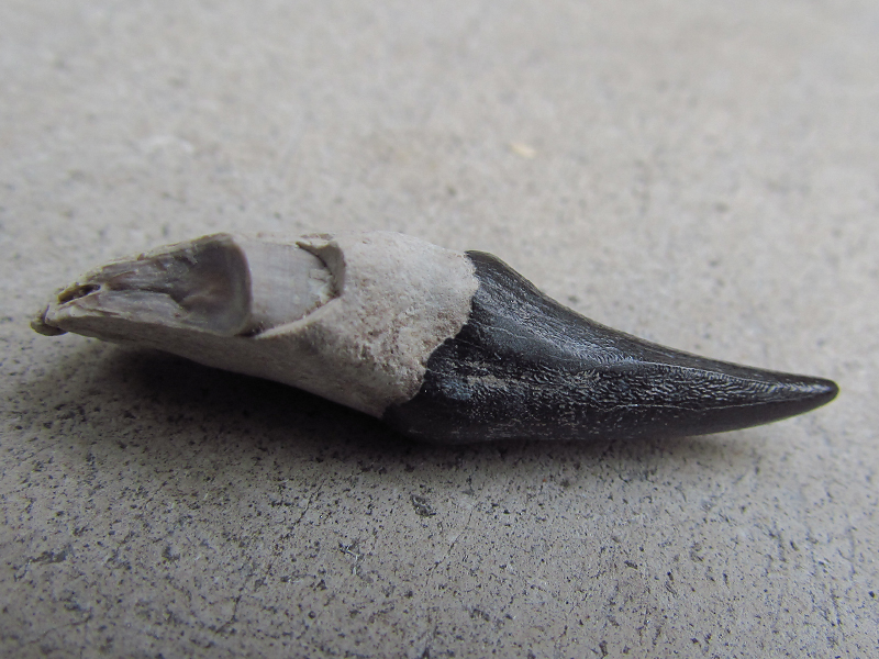 Dolphin Tooth From Bone Valley ? - Fossil ID - The Fossil Forum