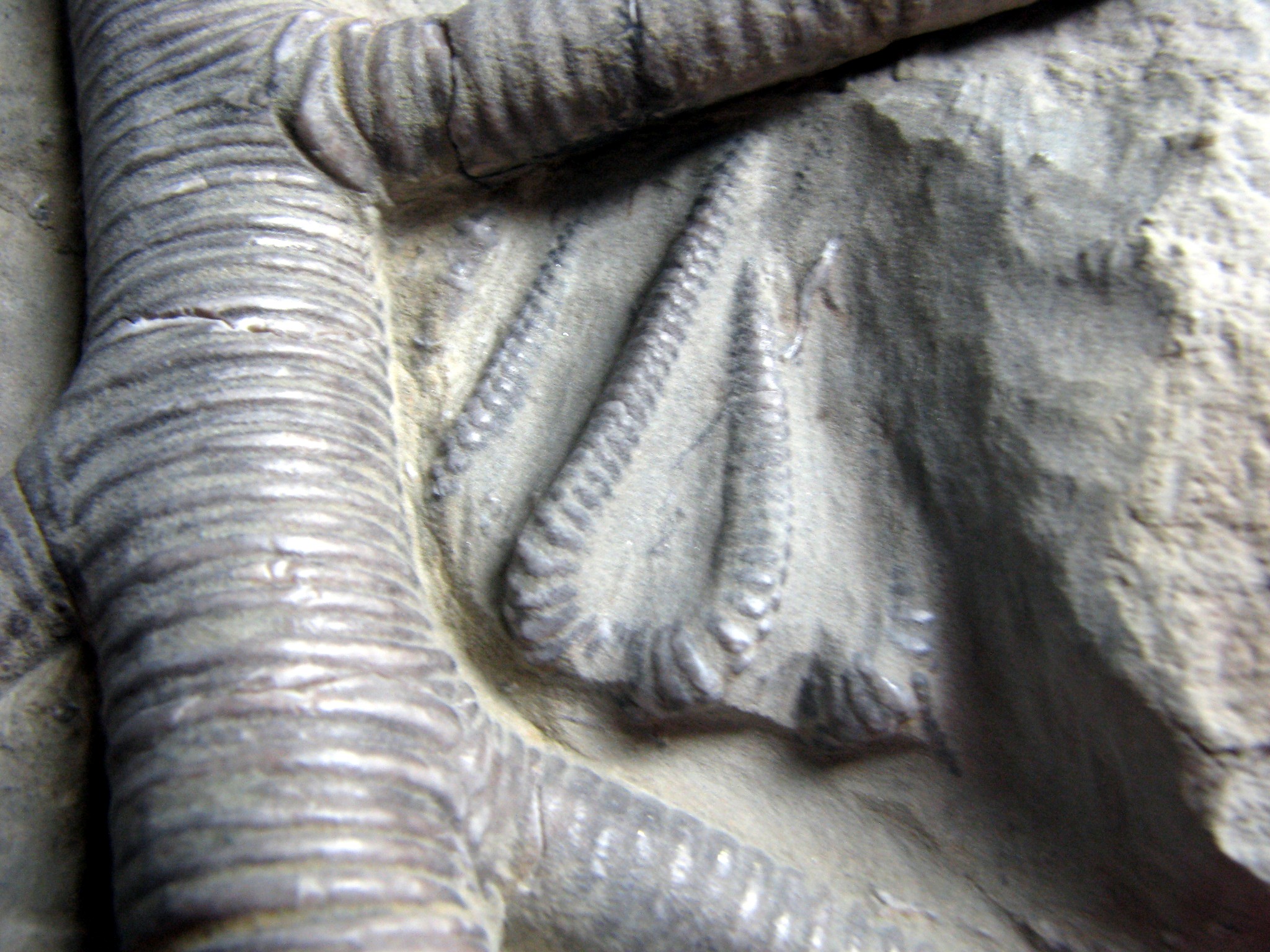 Is This A Crinoid Or Brittle Star? - Fossil ID - The Fossil Forum