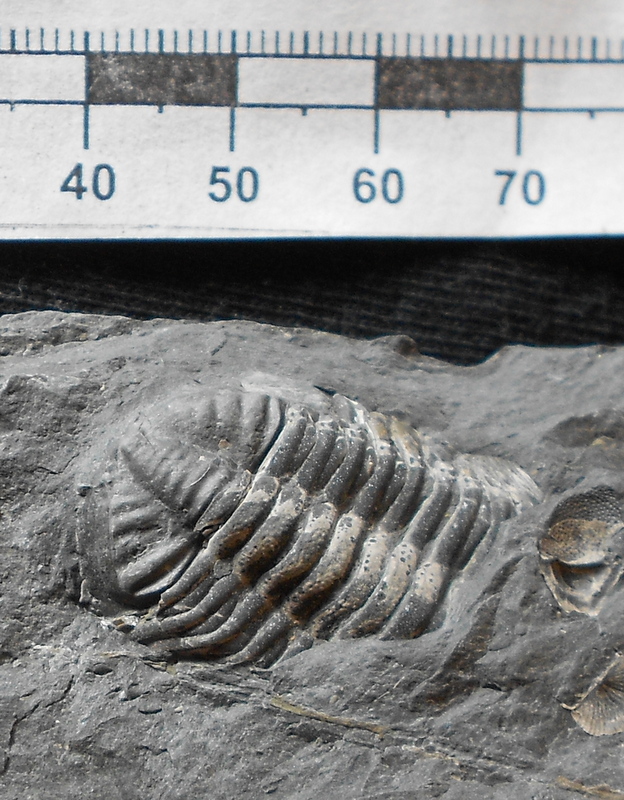 A New Year Begins At Portland Point - Fossil Hunting Trips - The Fossil ...