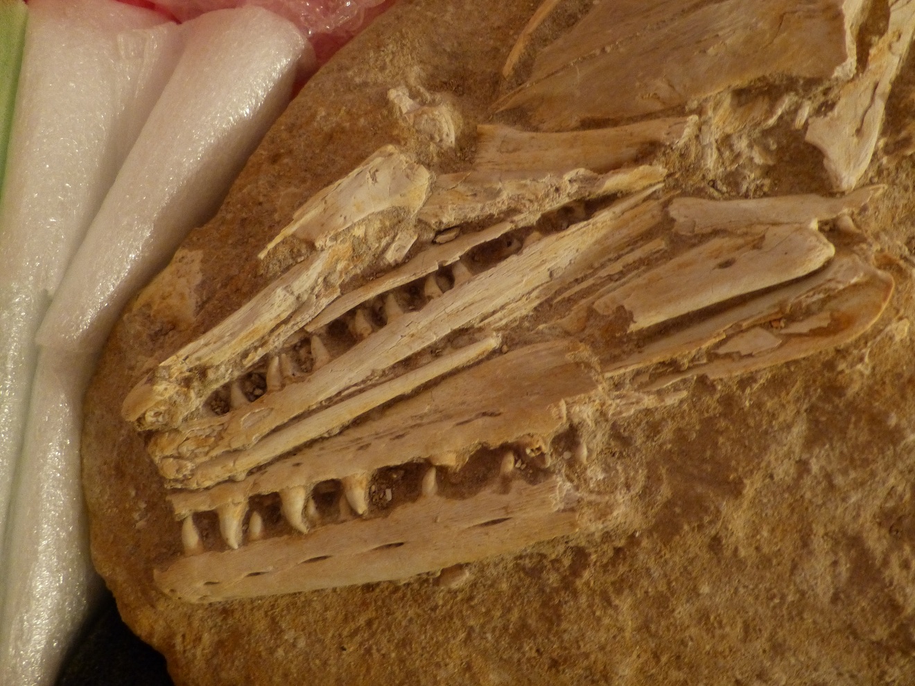 Halisaurus Mosasaur Prep Project - Fossil Preparation - The Fossil Forum
