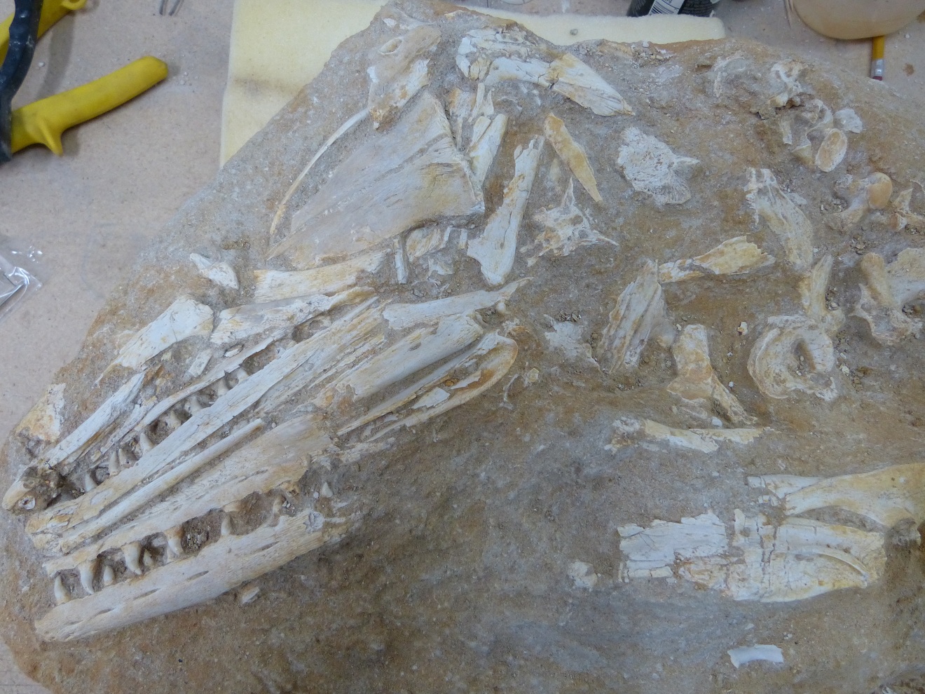 Halisaurus Mosasaur Prep Project - Fossil Preparation - The Fossil Forum