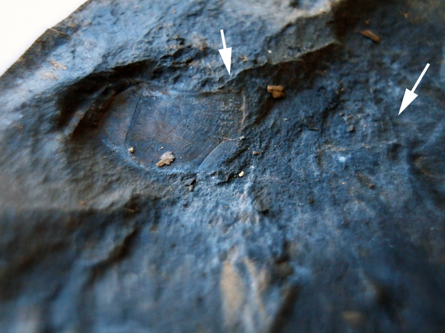 Lockatong Triassic Fish Tooth - Fossil ID - The Fossil Forum