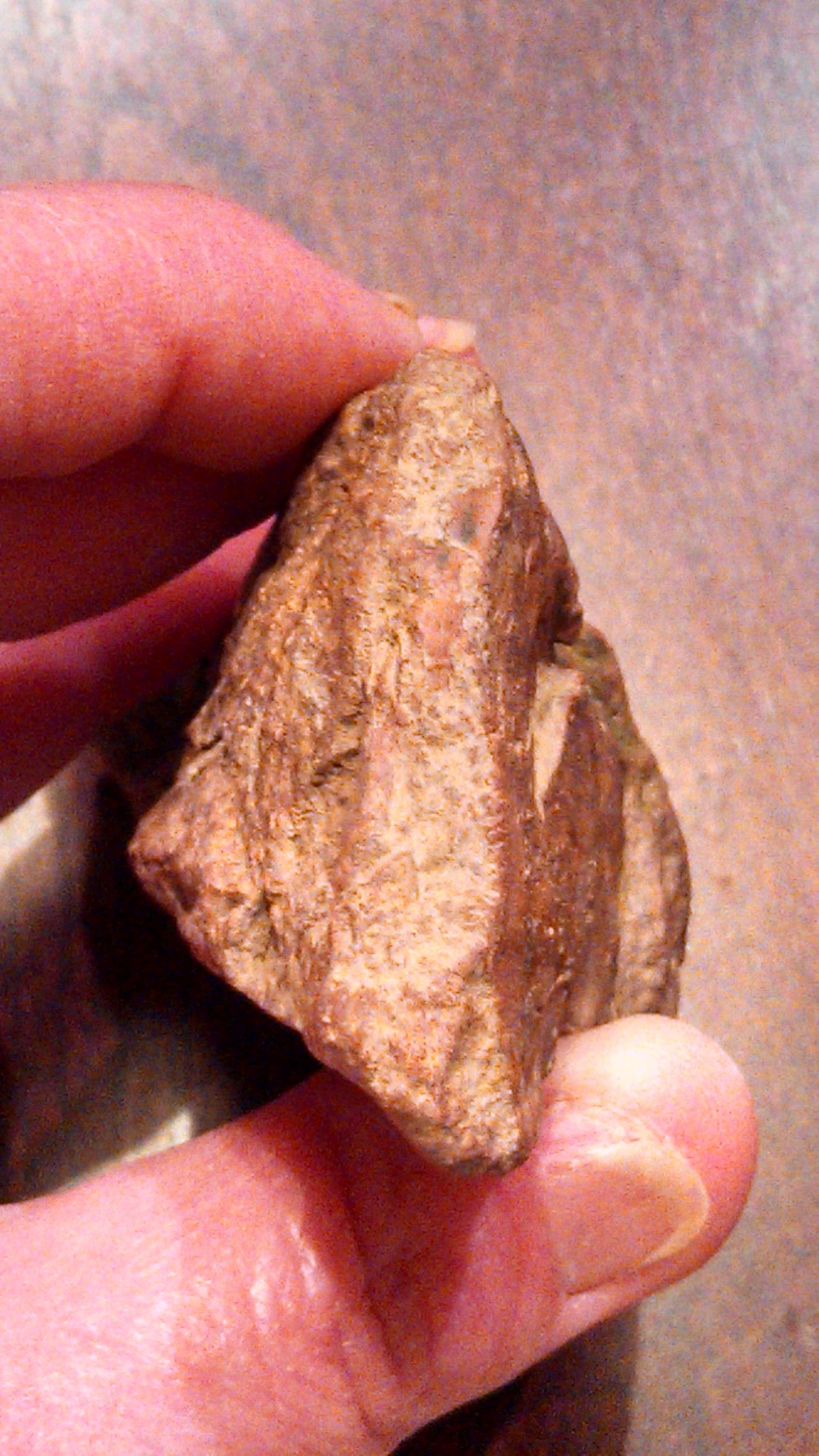 Bone? - Fossil ID - The Fossil Forum