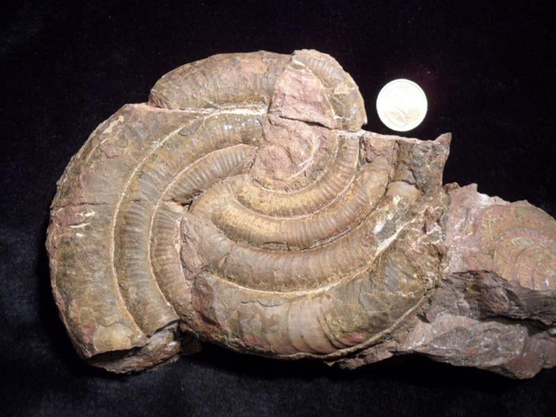 Lets See Your ' Crushed ' Ammonites - Member Collections - The Fossil Forum