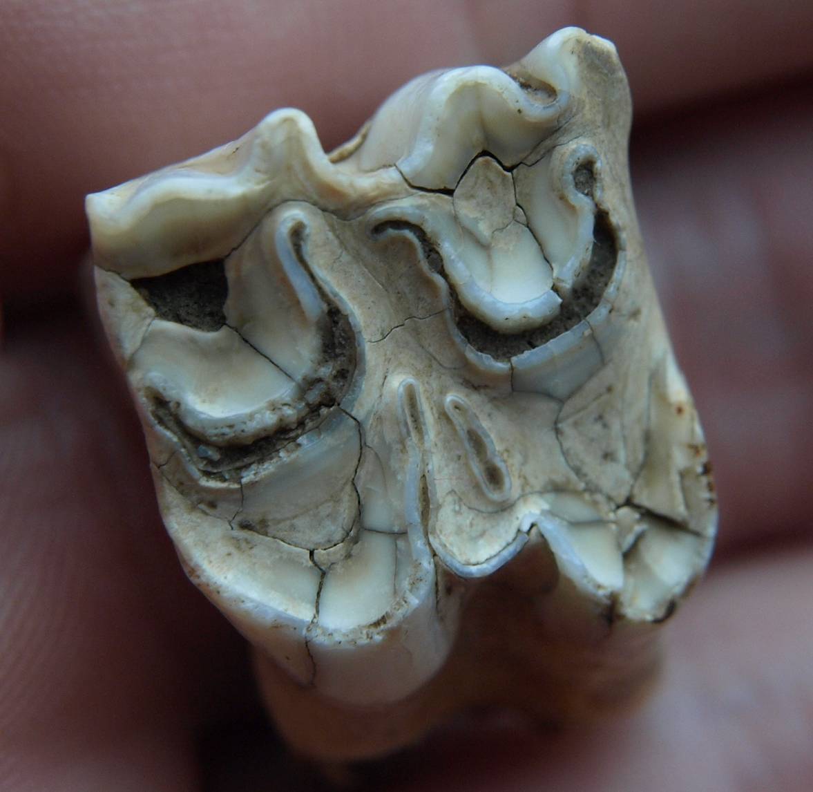 Identification For Three Teeth - Fossil ID - The Fossil Forum