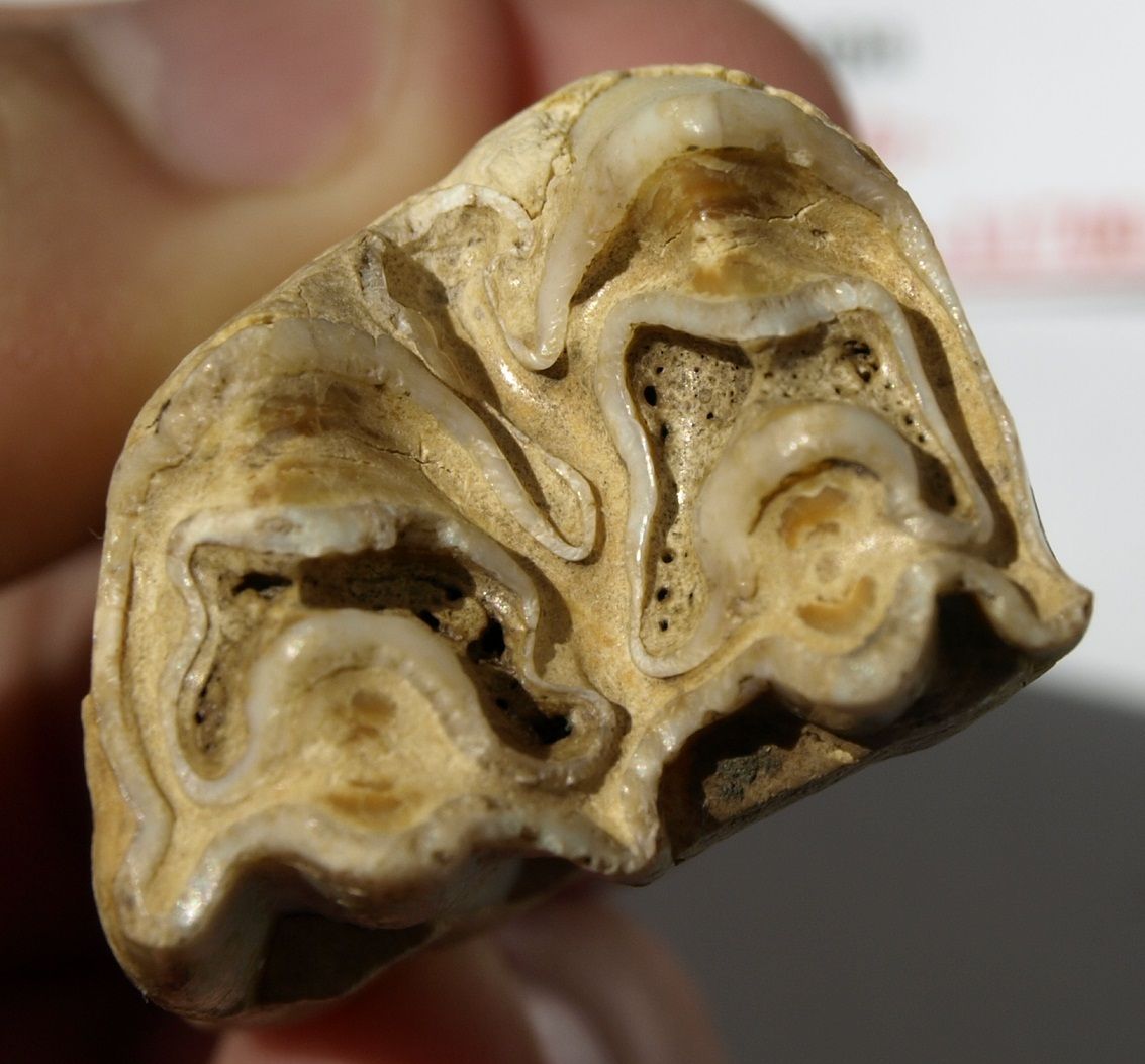 Identification For Three Teeth - Fossil ID - The Fossil Forum