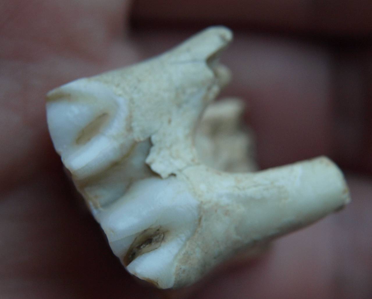 Identification For Three Teeth - Fossil ID - The Fossil Forum