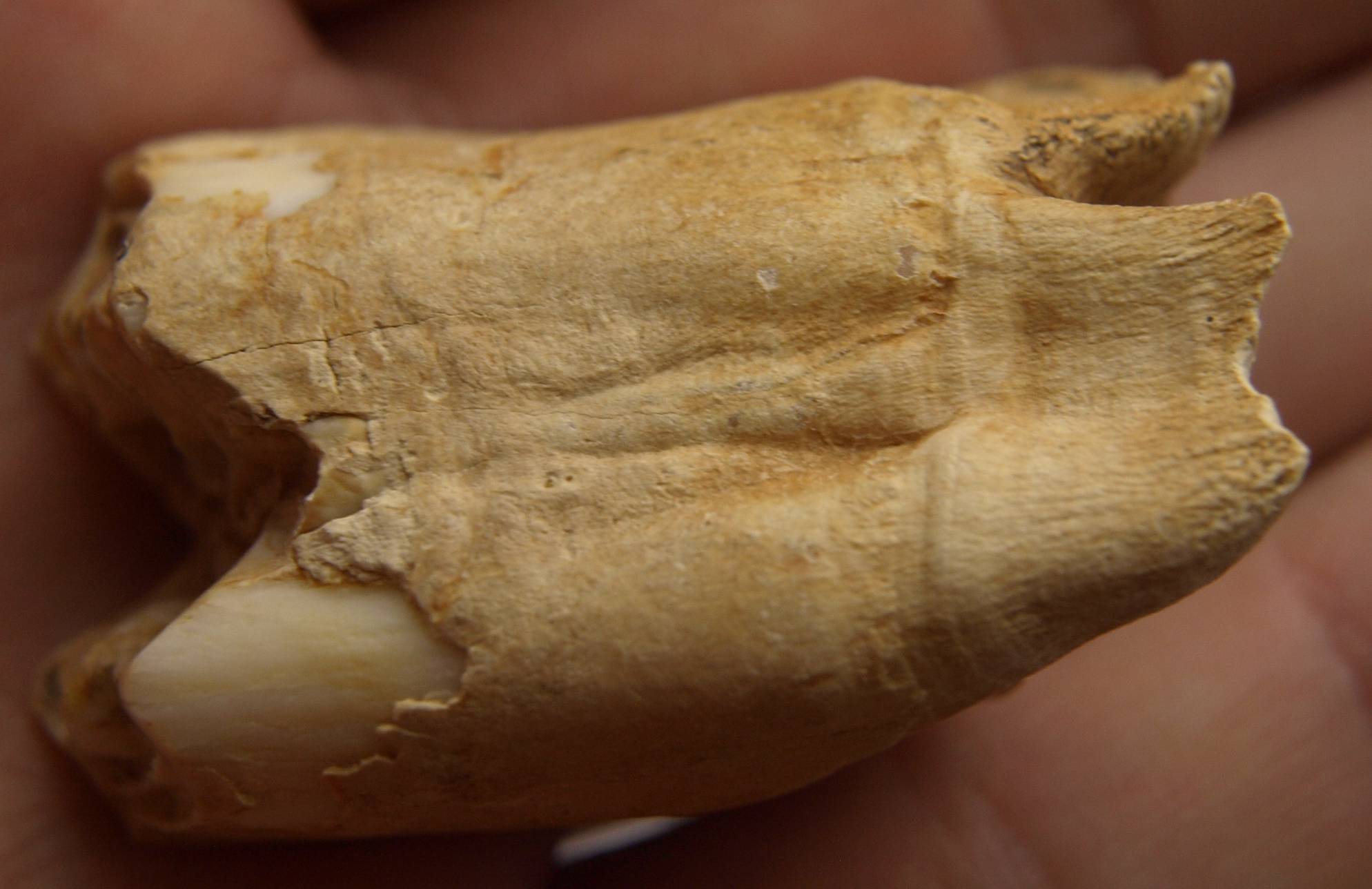 Identification For Three Teeth - Fossil ID - The Fossil Forum