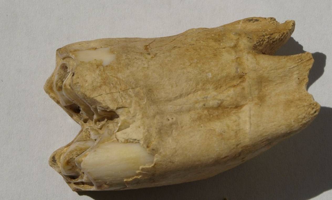 Identification For Three Teeth - Fossil ID - The Fossil Forum