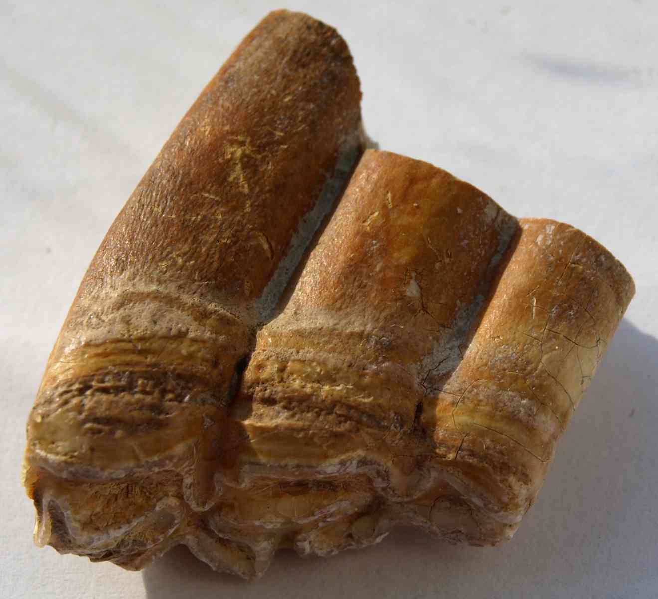 Identification For Three Teeth - Fossil ID - The Fossil Forum