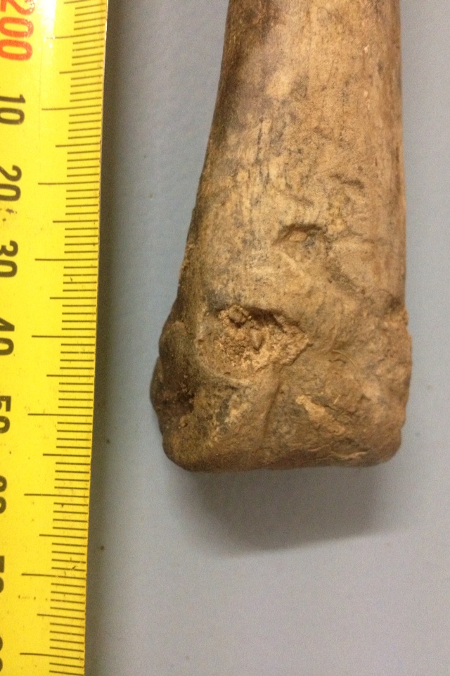 Let's See Your Fossils With Bite/predation Marks - Page 2 - Member ...