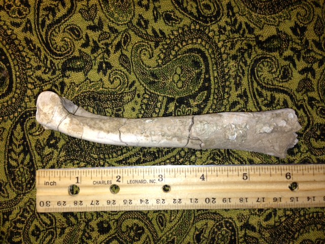 Humerus White River Formation - Fossil ID - The Fossil Forum