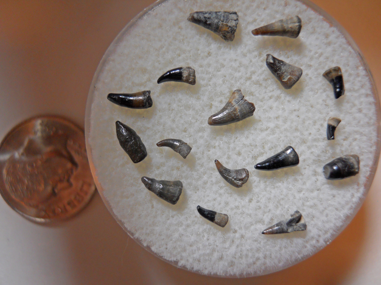 A New Member's Screened, Washed And Dried Aurora Fossils - Micro ...