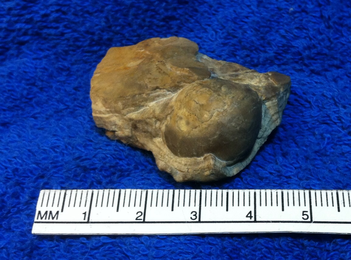 Pearl - Member Collections - The Fossil Forum