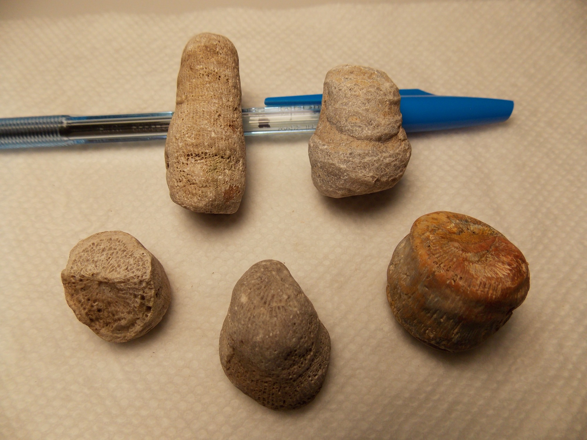 Cylindrical Shaped Fossils - Fossil ID - The Fossil Forum