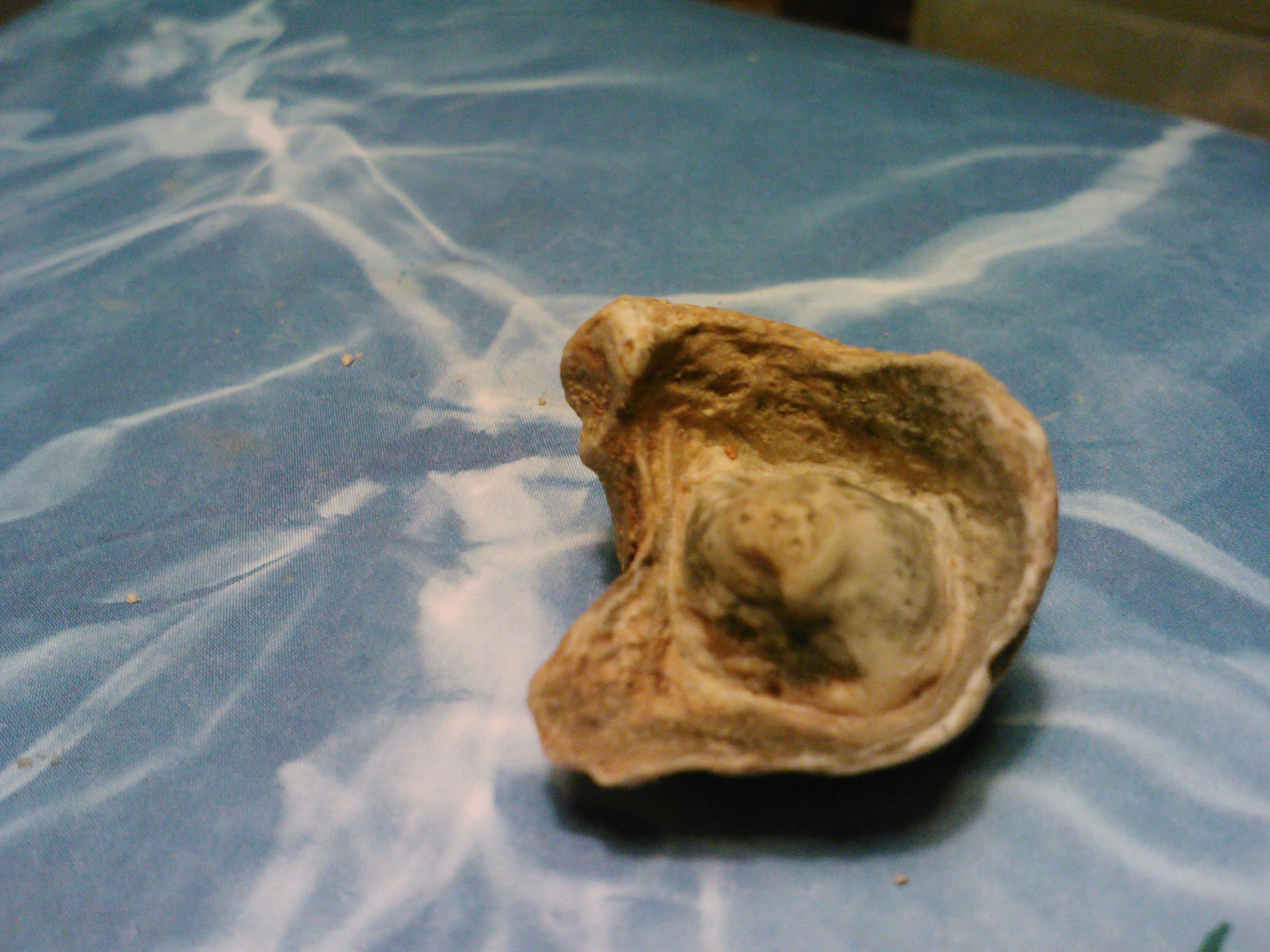 Pearl Fossils? - Fossil ID - The Fossil Forum