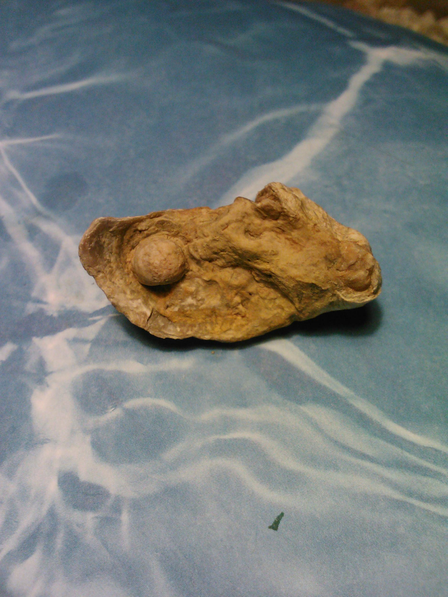 Pearl Fossils? - Fossil ID - The Fossil Forum