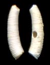 Caloosahatchee Micro Gastropods - Member Collections - The Fossil Forum