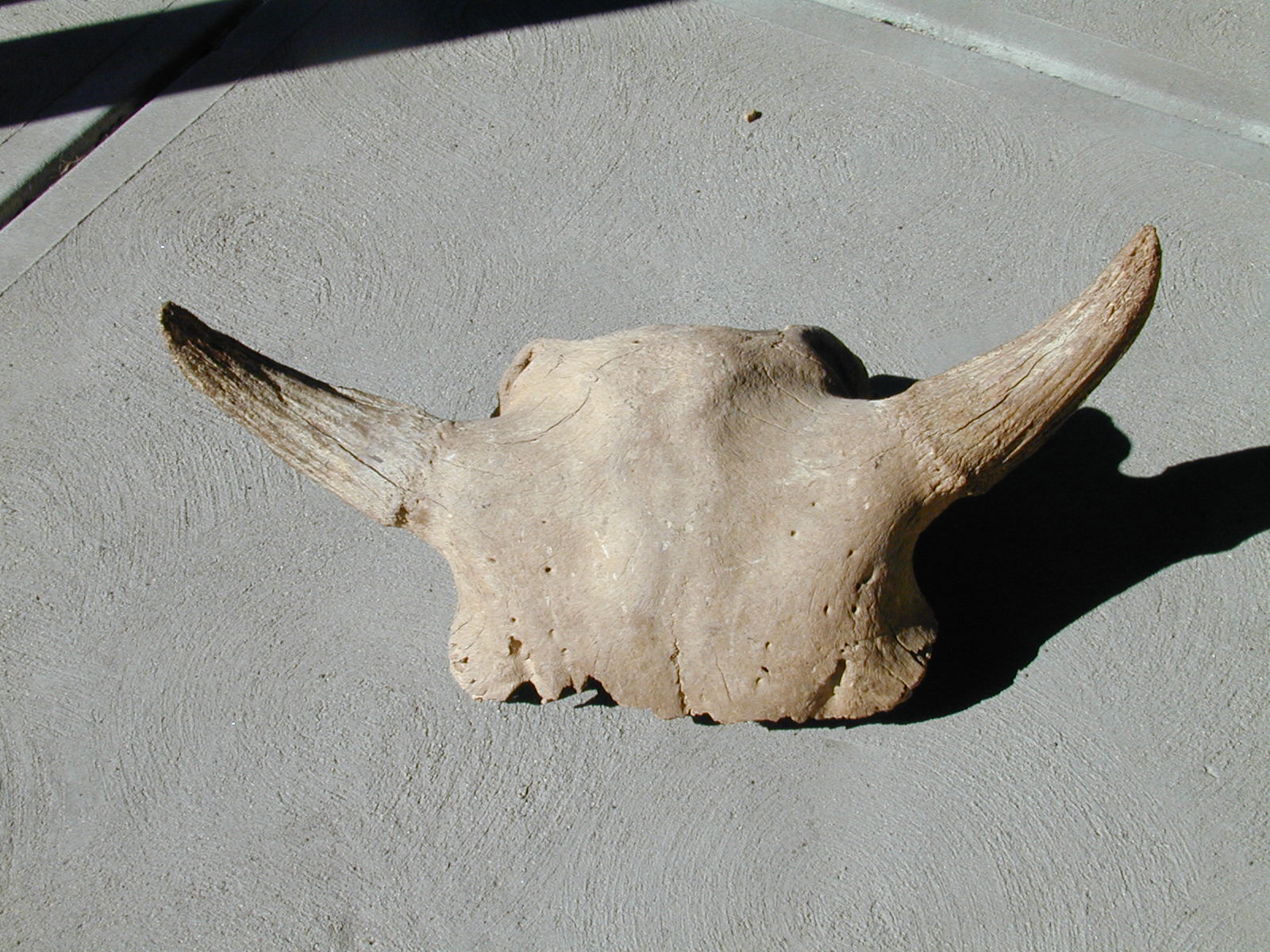 Horn Core? - Fossil ID - The Fossil Forum