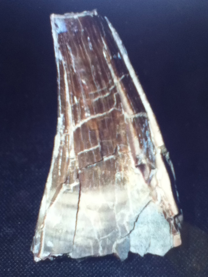 Is this a Simolestes Pliosaur tooth? - Fossil ID - The Fossil Forum