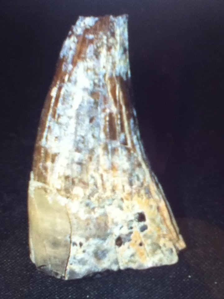 Pliosaur Tooth/species? - Fossil ID - The Fossil Forum