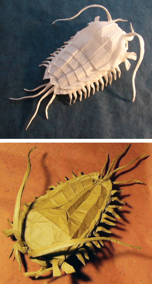Origami And Ammonites - Paleo Re-creations - The Fossil Forum