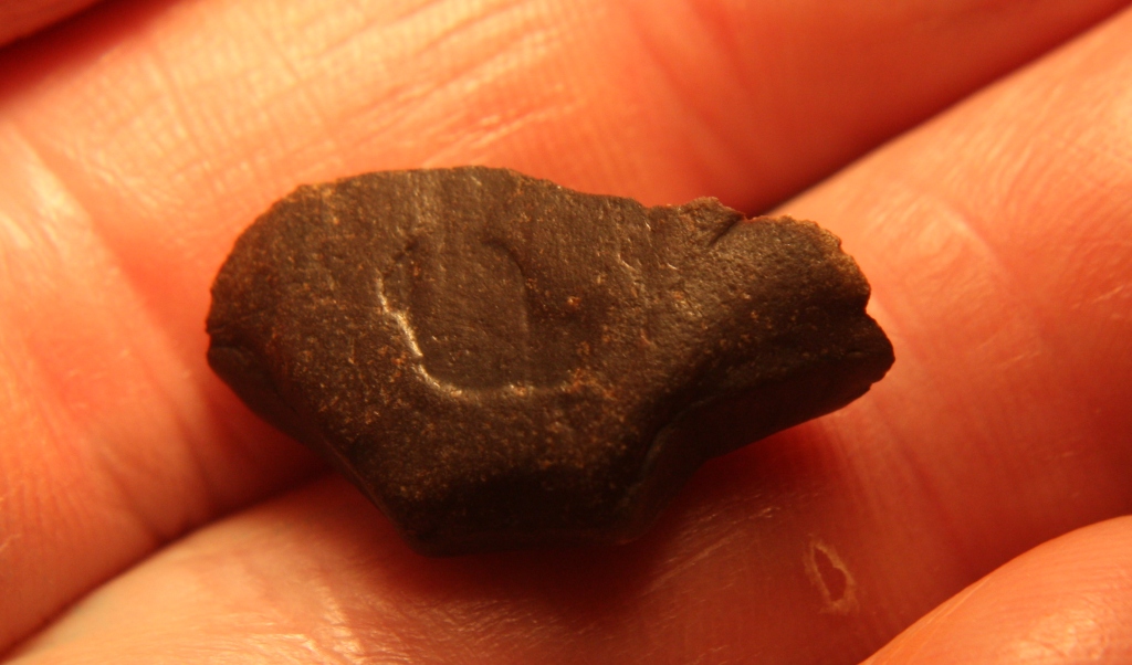 A Favorite Mammal Fossil --- Broken - Fossil Hunting Trips - The Fossil ...