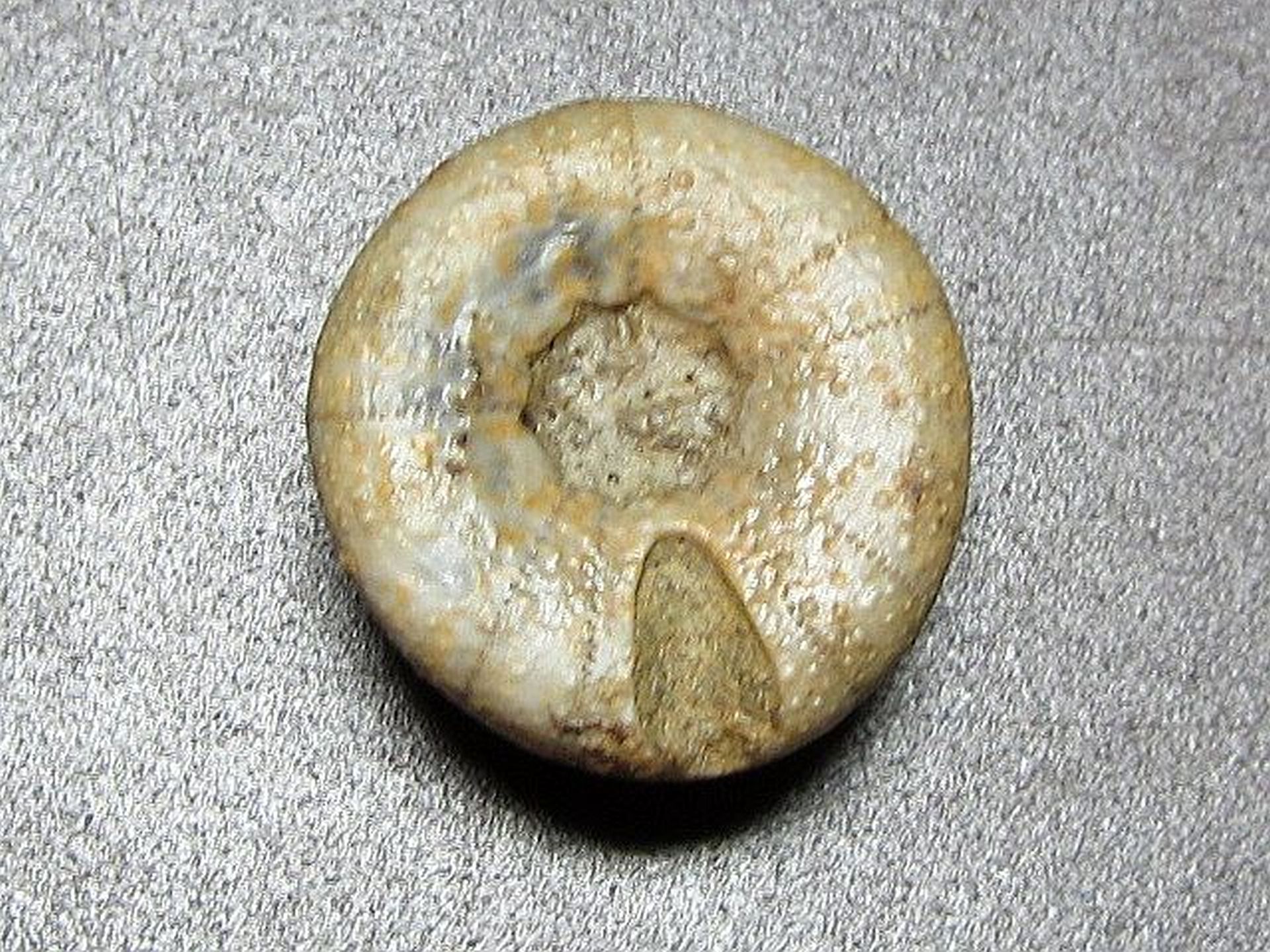 Inside View Of An Ammonite - General Fossil Discussion - The Fossil Forum