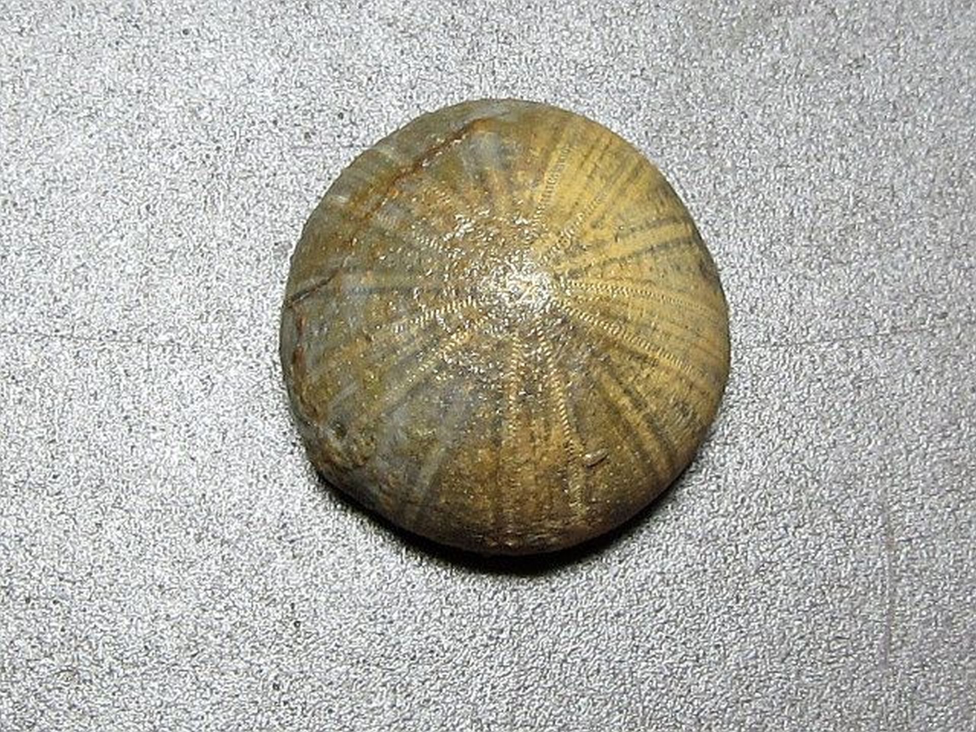 Inside View Of An Ammonite - General Fossil Discussion - The Fossil Forum