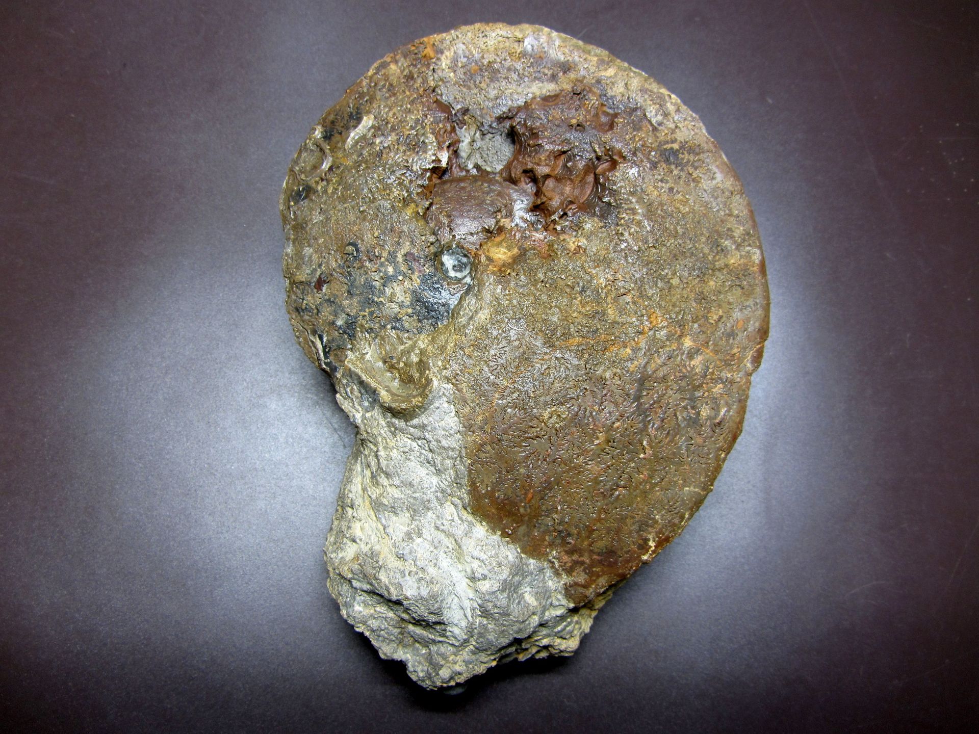 Inside View Of An Ammonite - General Fossil Discussion - The Fossil Forum