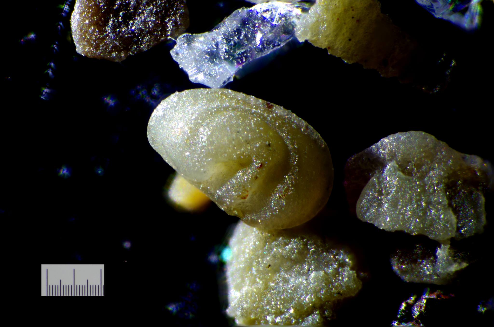 Micro Fossils From Arkona / Hungry Hollow On Canada - Micro ...