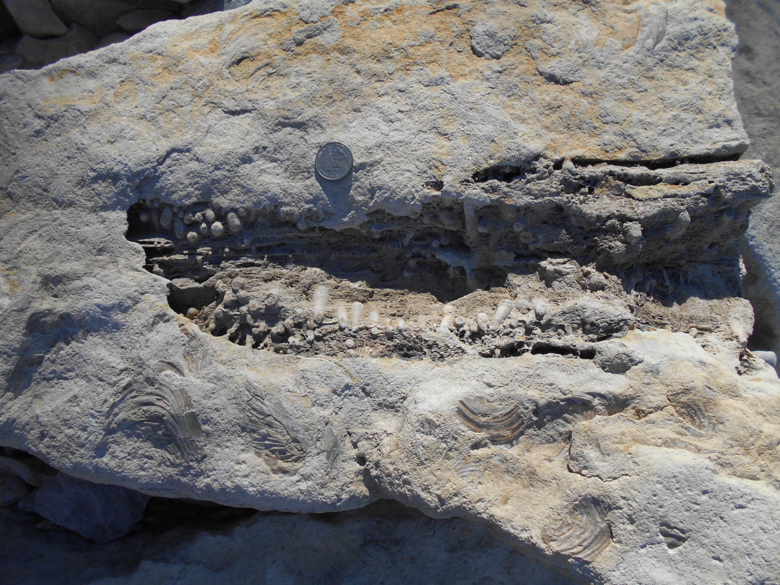 Greenhorn Limestone Hunt - Fossil Hunting Trips - The Fossil Forum