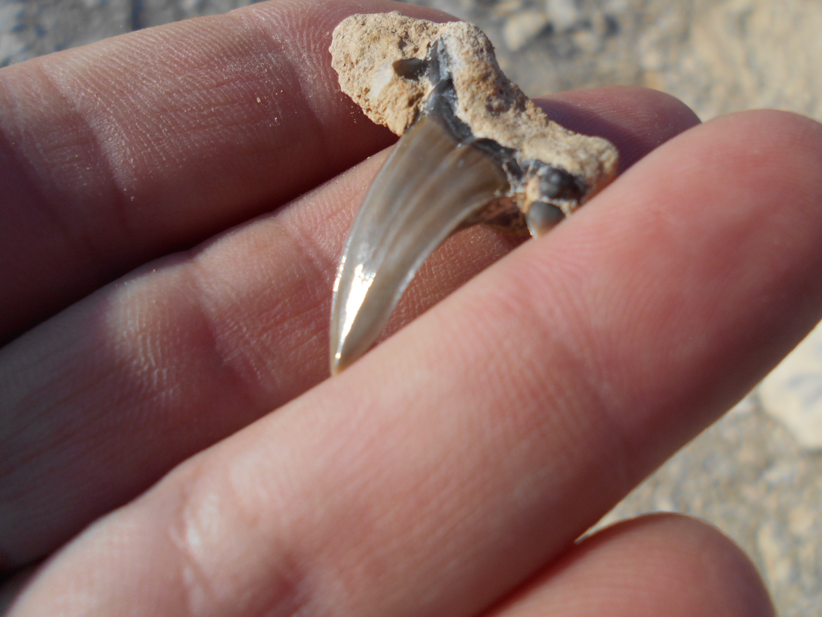 Greenhorn Limestone Hunt - Fossil Hunting Trips - The Fossil Forum
