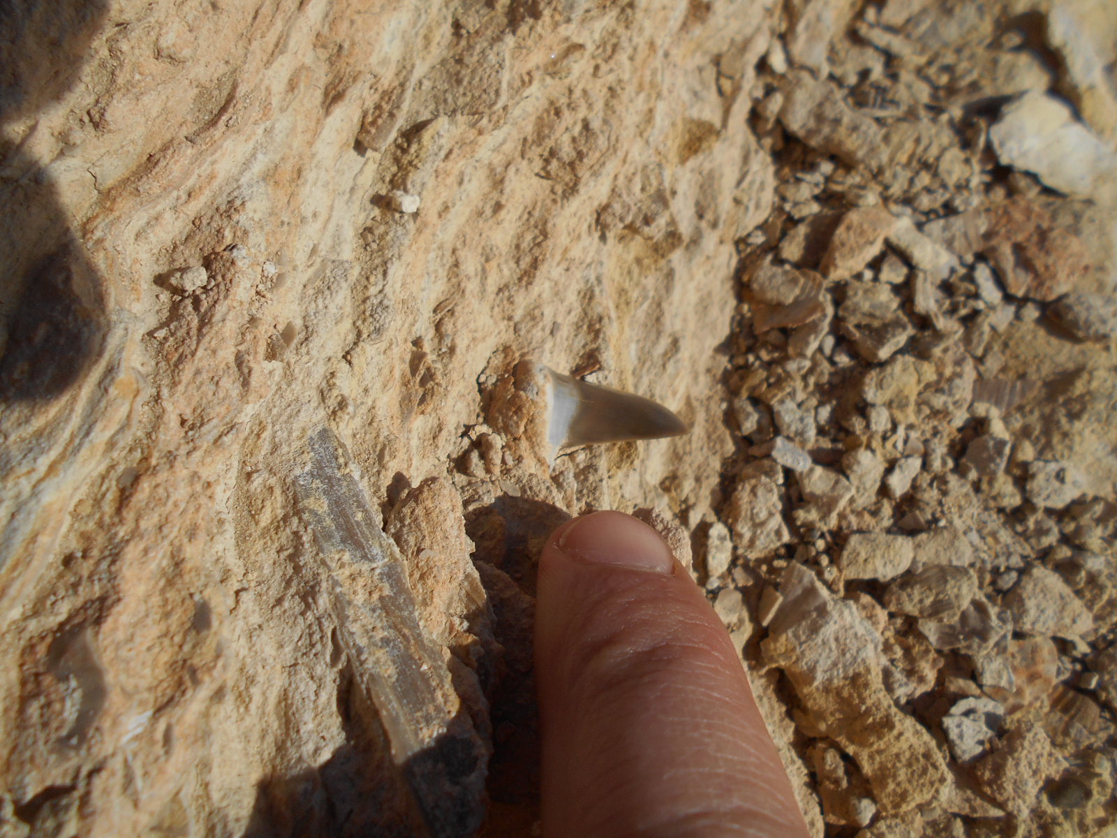 Greenhorn Limestone Hunt - Fossil Hunting Trips - The Fossil Forum