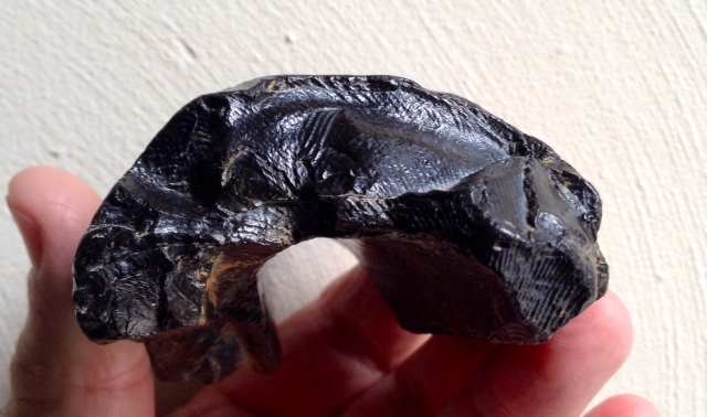 Bone Id - Fossil ID - The Fossil Forum