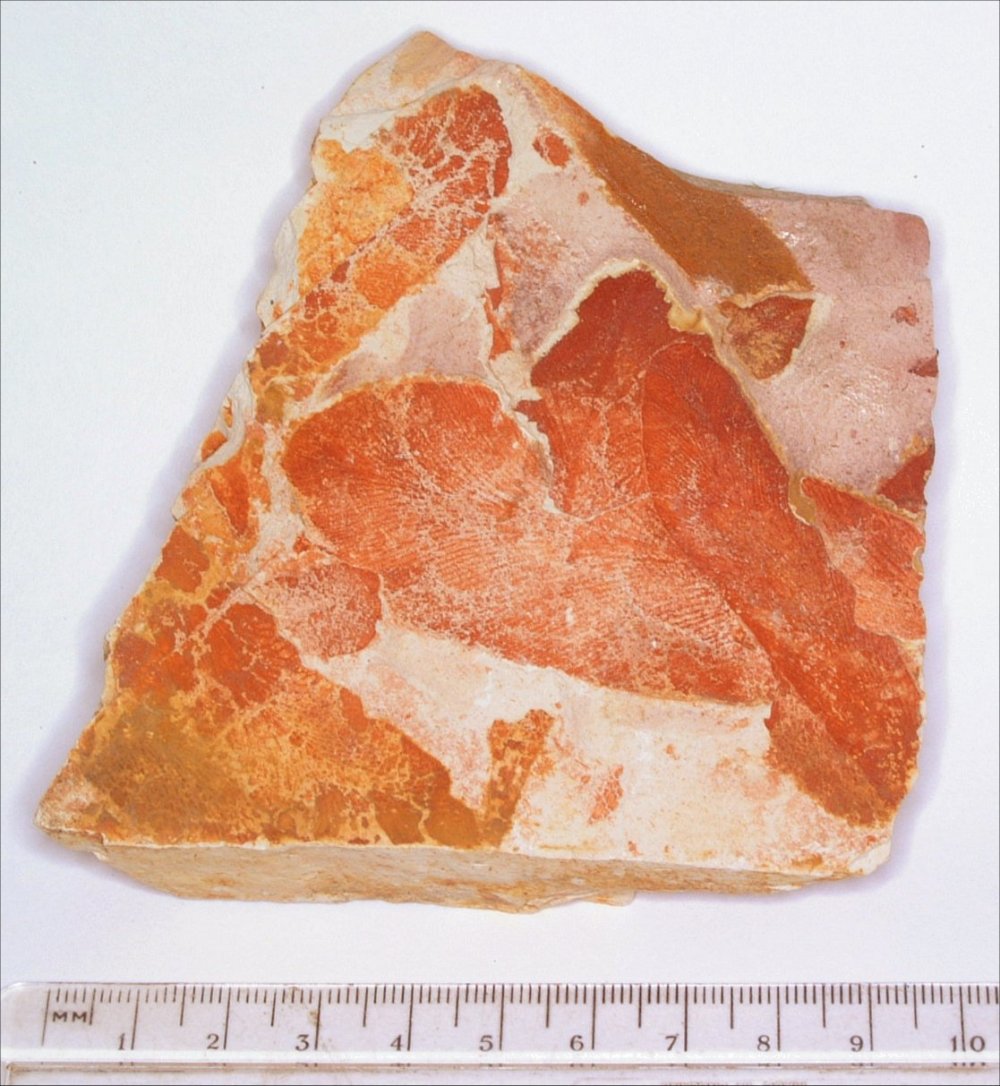 Red Fossils From Bandera Tx - Fossil ID - The Fossil Forum
