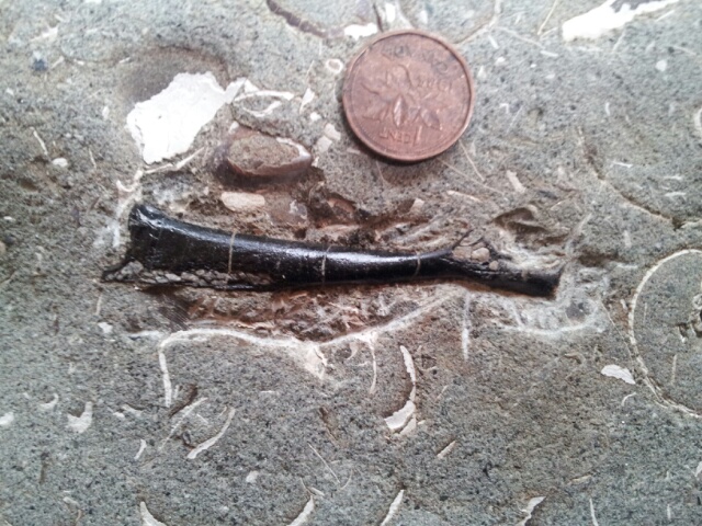 Bone From Vancouver Island - Partners in Paleontology - Member ...