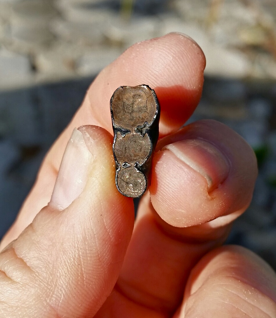 Piece Of Jawbone With A Hidden Surprise - Fossil ID - The Fossil Forum