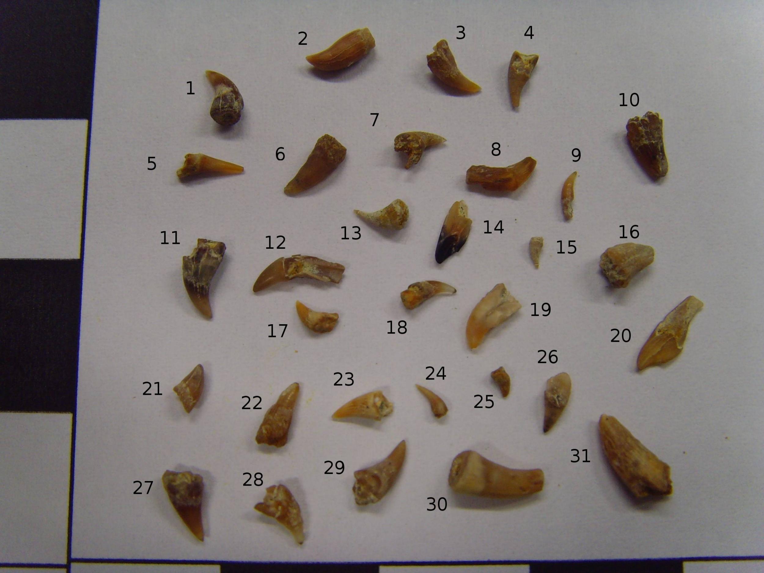 Fish And Other Small Teeth From Bakersfield - Fossil ID - The Fossil Forum