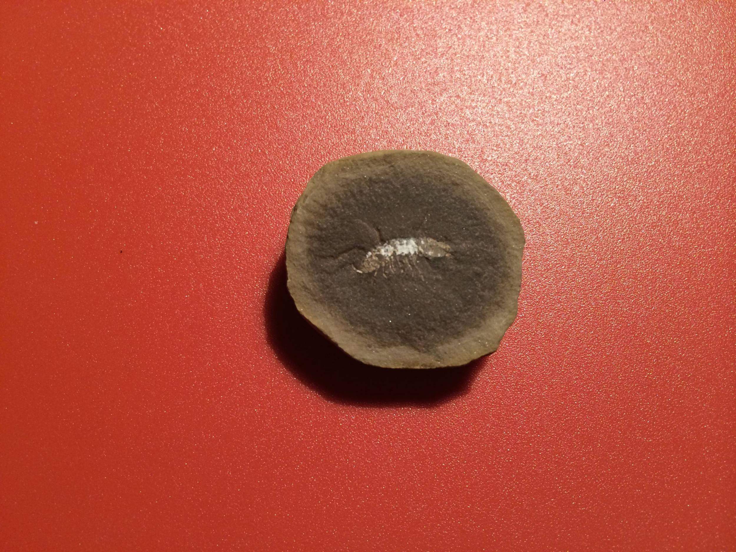 Found Oldest Known Fossil Isopod - Member Collections - The Fossil Forum