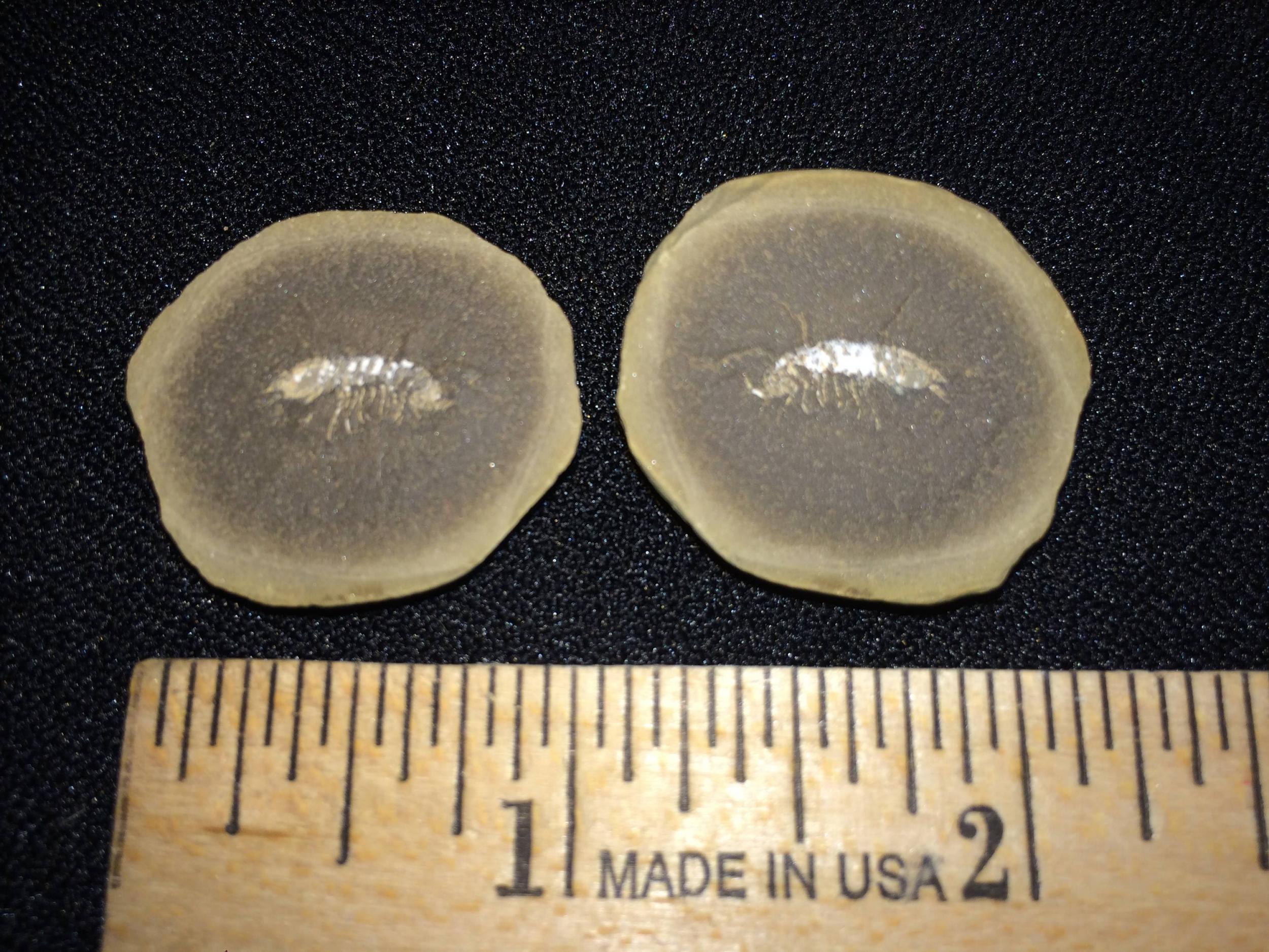 Found Oldest Known Fossil Isopod - Member Collections - The Fossil Forum