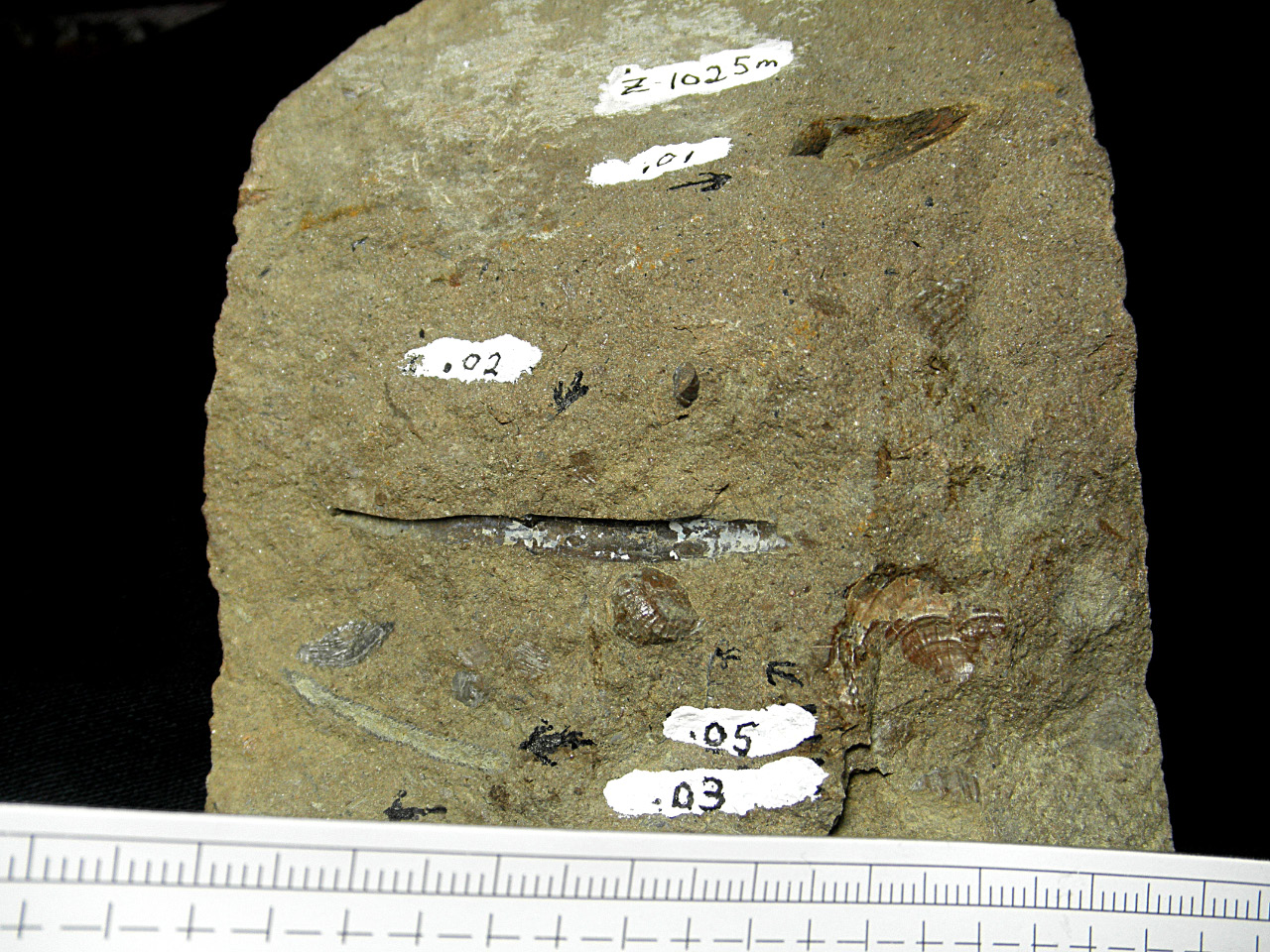 Show Us How You "mark" Your Fossils - General Fossil Discussion - The ...