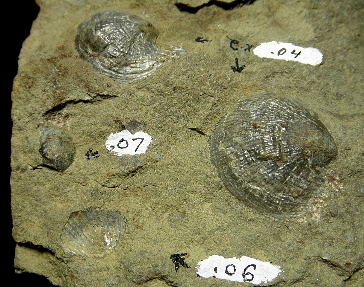 Show Us How You "mark" Your Fossils - General Fossil Discussion - The ...