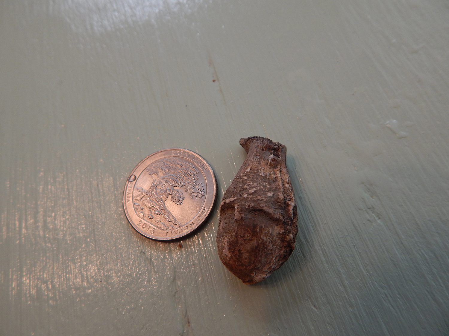 Fossilized Tree Seed? - Fossil ID - The Fossil Forum