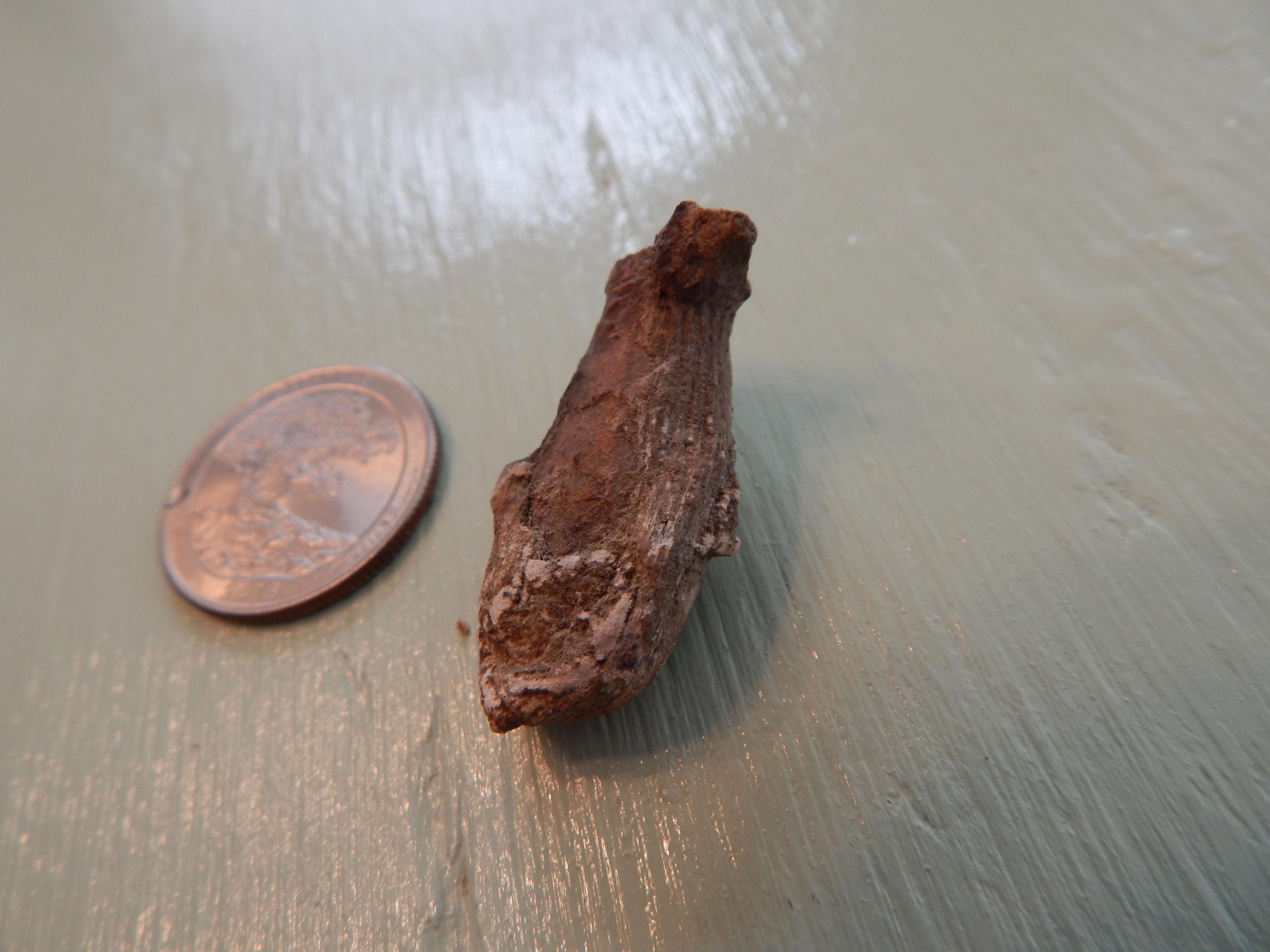 Fossilized Tree Seed? - Fossil ID - The Fossil Forum