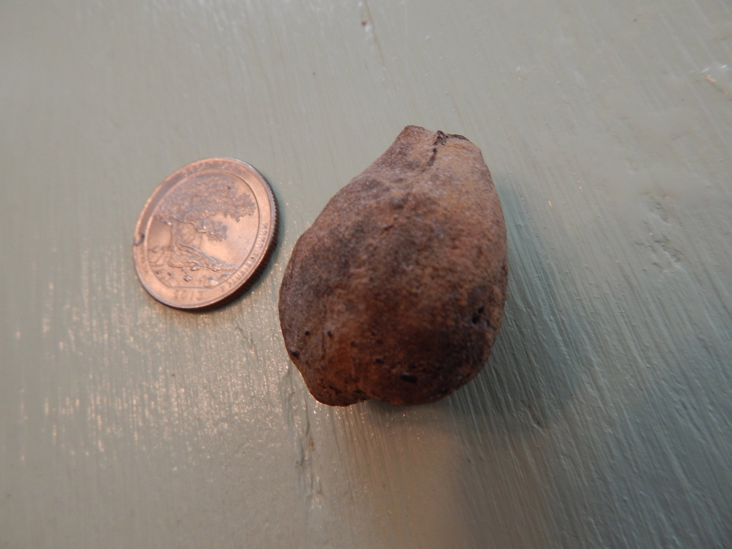 Fossilized Tree Seed? - Fossil ID - The Fossil Forum