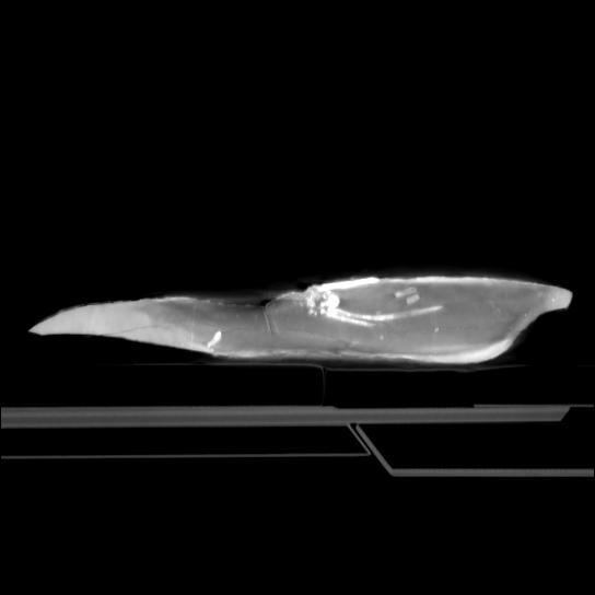 Ct Scanning - Fossil Preparation - The Fossil Forum