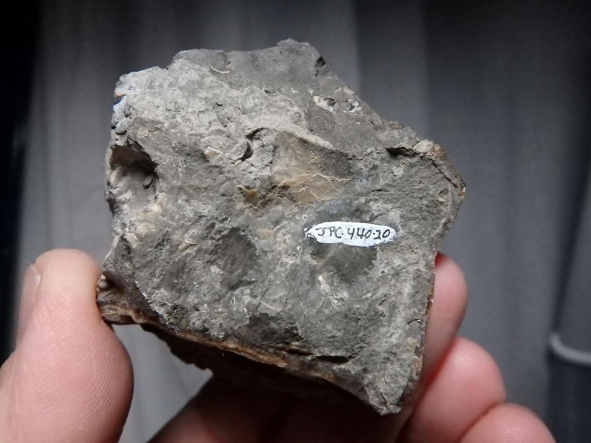 Show Us How You "mark" Your Fossils - General Fossil Discussion - The ...